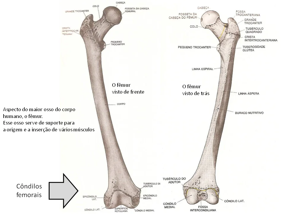 Osso Do Femur Femur Bone Anatomy: Proximal, Distal And Shaft | Kenhub
