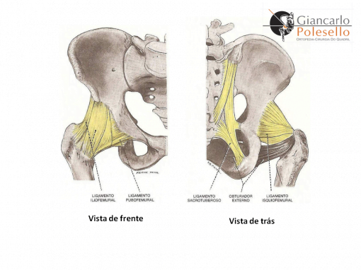 ligamentos