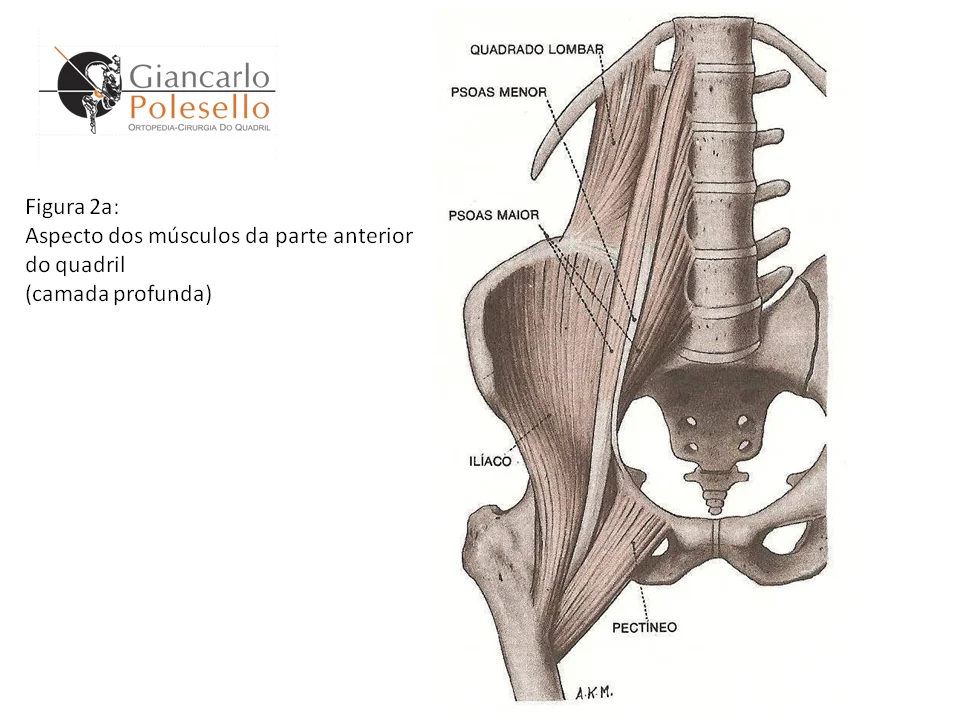 Diagrama Dos Musculos Flexores Do Quadril Músculos Do Quadril:
