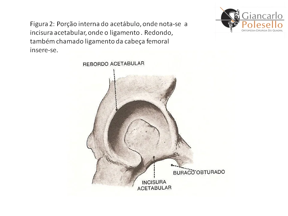 Ossos Da Cavidade Pelvica Sistema Esquelético Toda Matéria