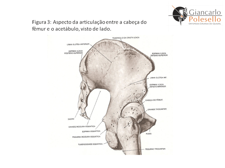 Anatomia da pelve: entenda sua importância no corpo humano - Cirurgia ...